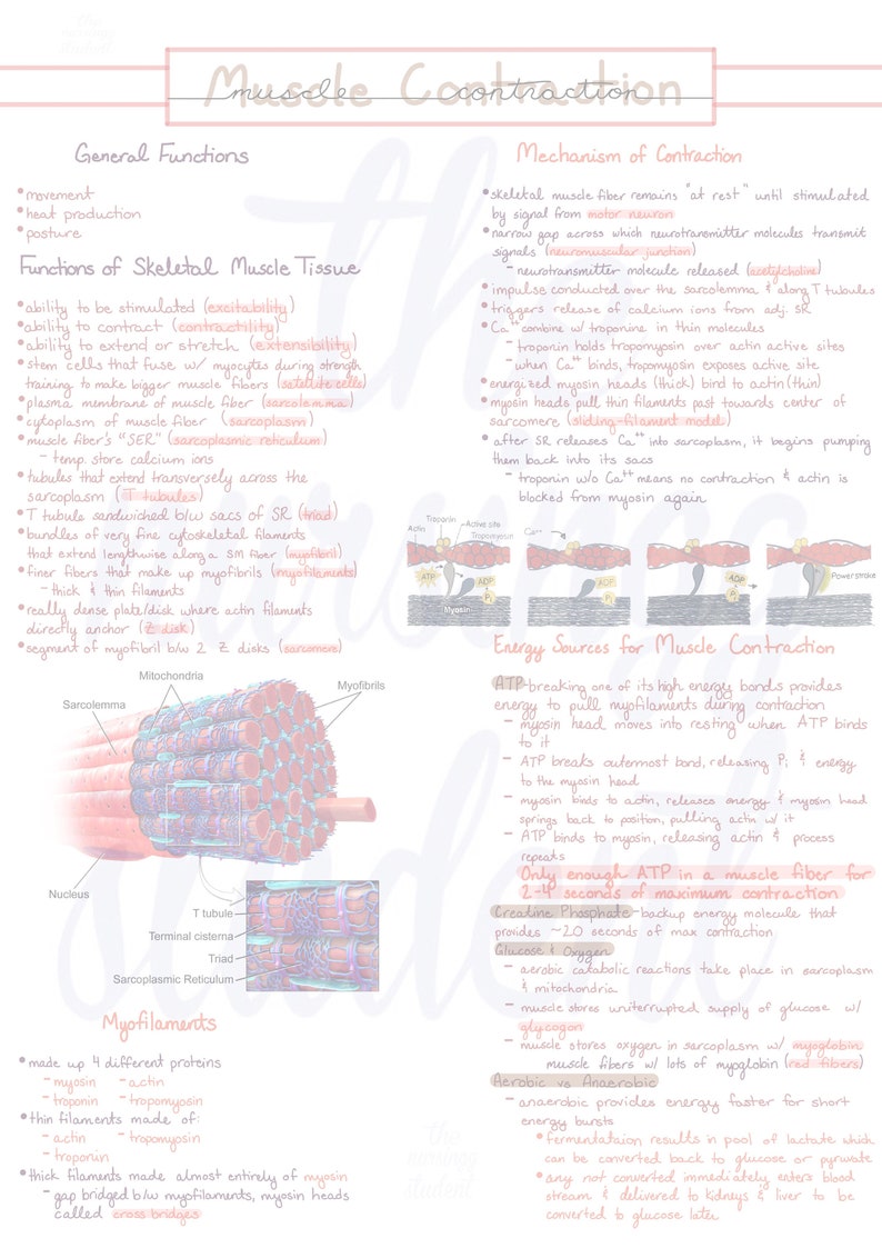 Digital Muscle Contraction Notes - Etsy