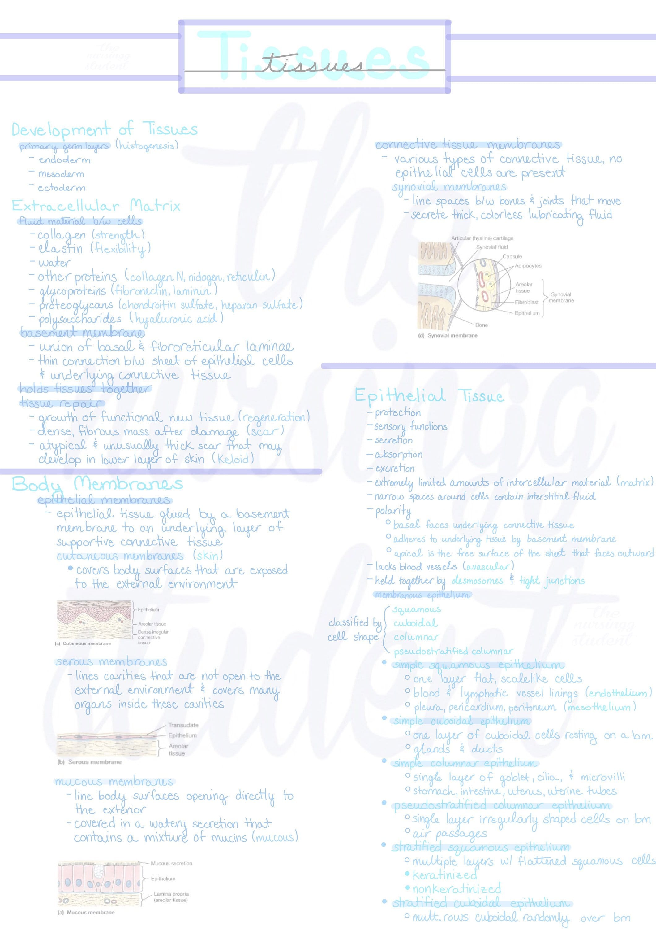 Digital Tissues Notes - Etsy