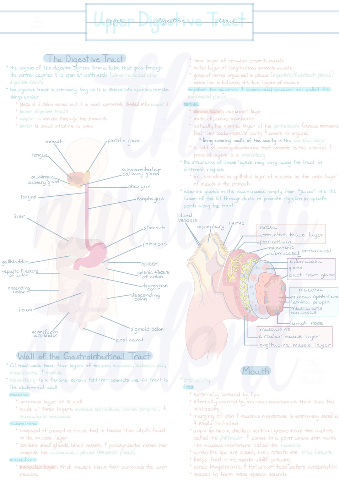 Digital Anatomy and Physiology Notes-bundle - Etsy