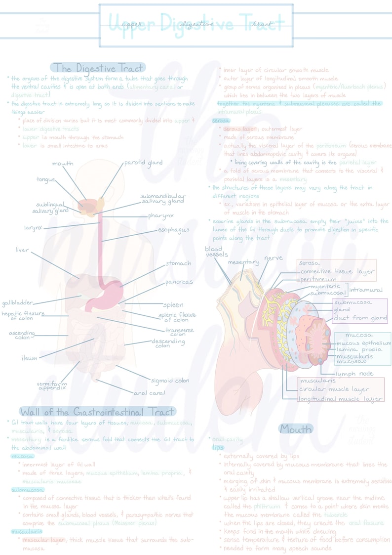 Digital Anatomy and Physiology Notes-bundle - Etsy