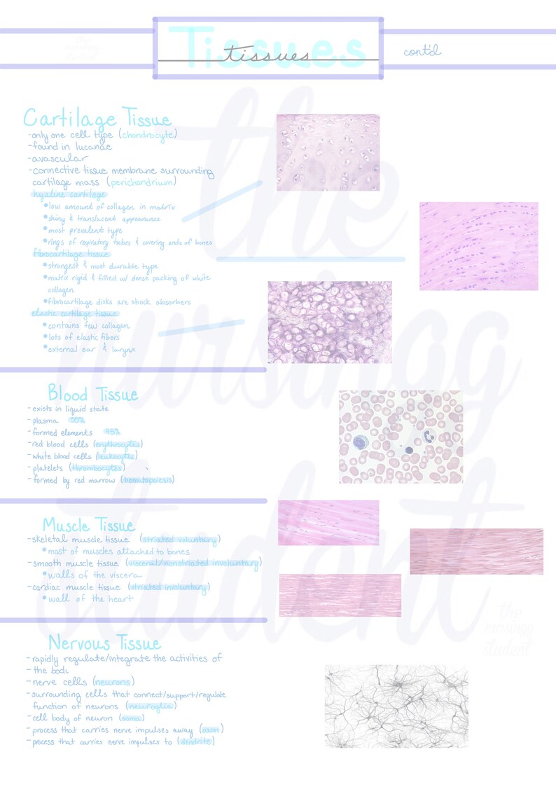 Digital Tissues Notes - Etsy