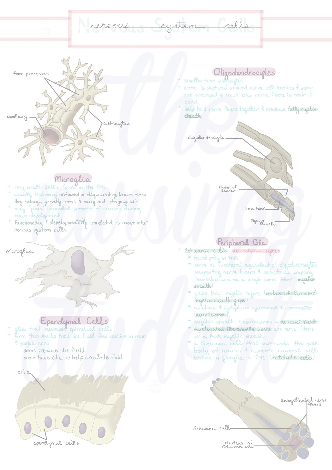 Digital Nervous System Cells Notes-central Nervous System and ...