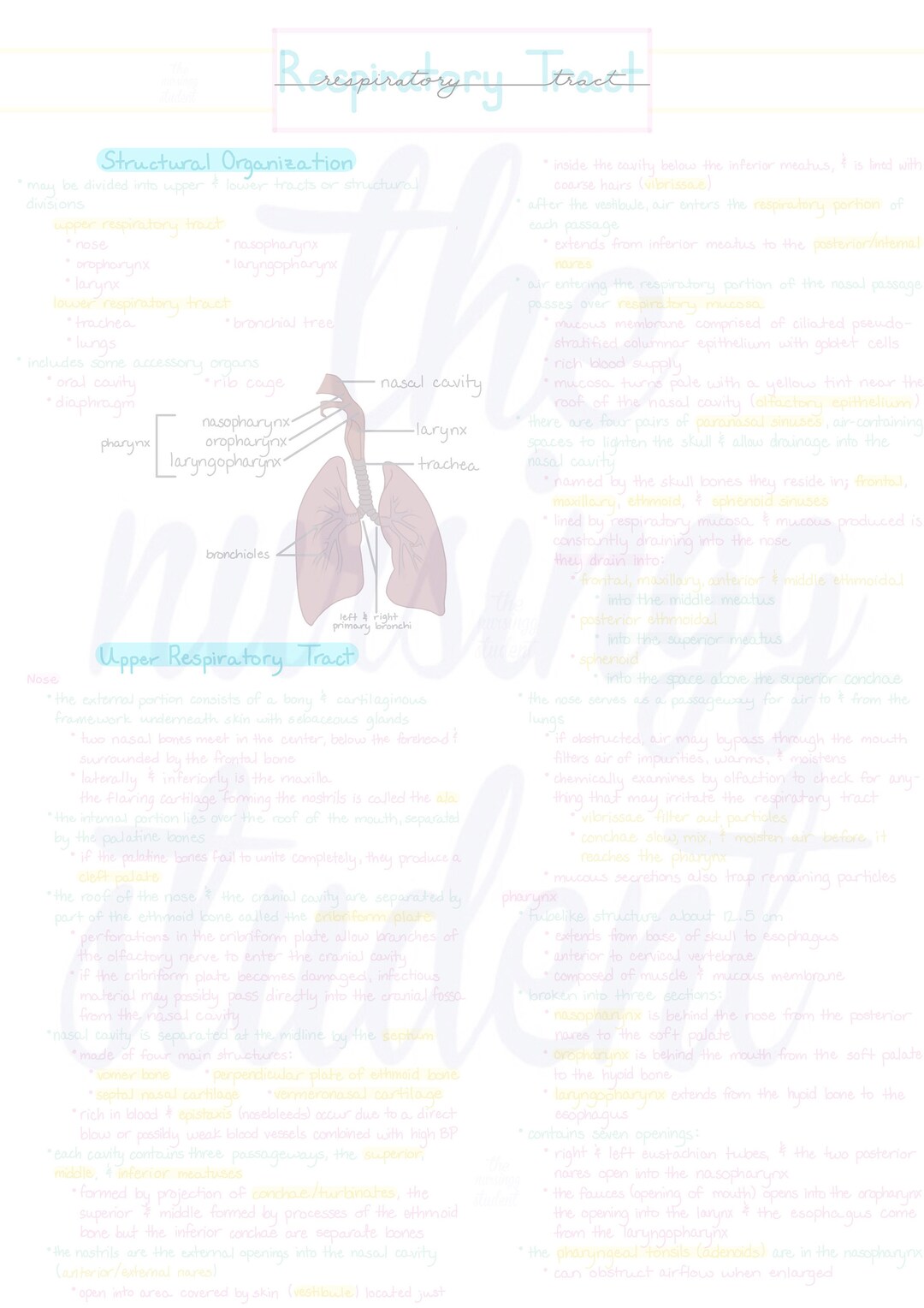Digital Respiratory Tract Notes - Etsy