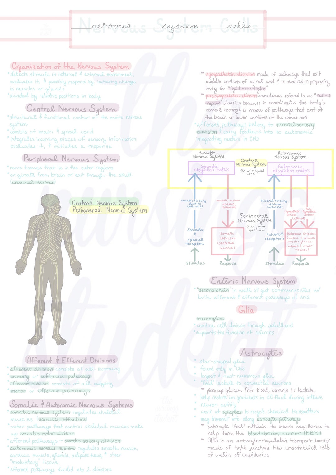 Digital Nervous System Cells Notes-central Nervous System and ...