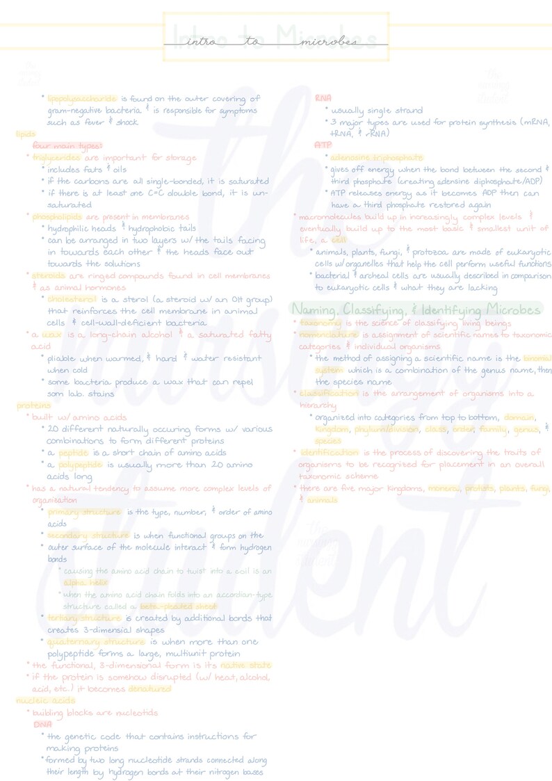 Digital Intro to Microbes Notes - Etsy