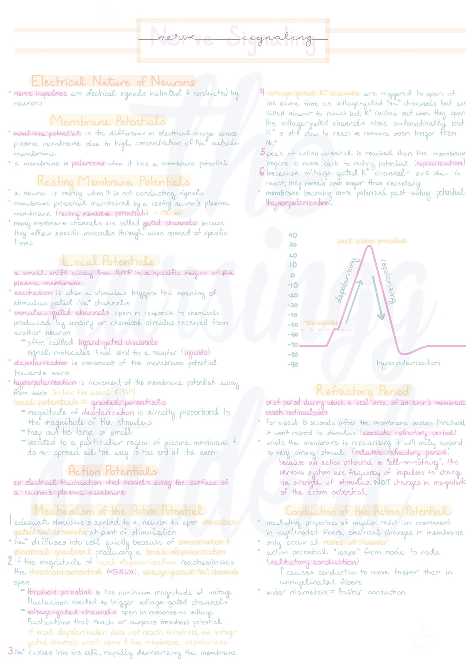 Digital Anatomy and Physiology Notes-bundle - Etsy