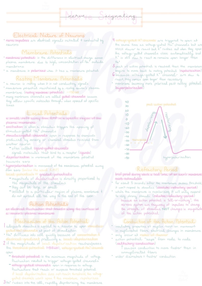 Digital Anatomy and Physiology Notes-bundle - Etsy