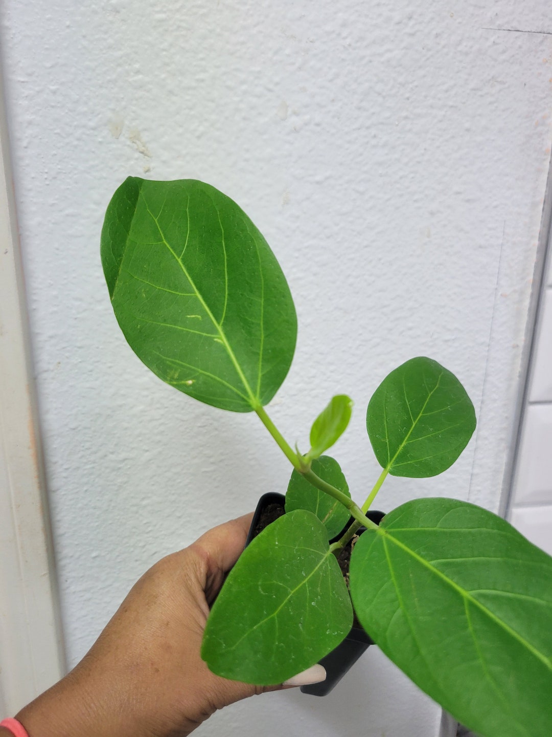 Ficus Audrey Plant - Etsy