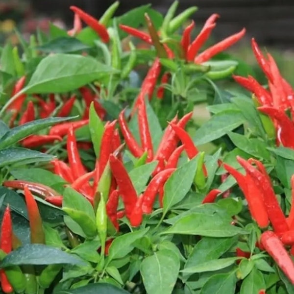 Vegetable Plants Live - Etsy