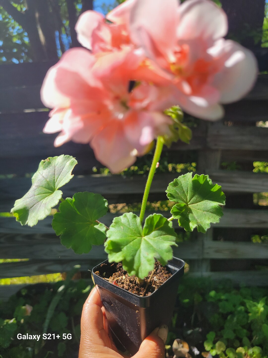 1 Geranium Americana Salmon Well Rooted Plant Plug Garden DIY Plant - Etsy