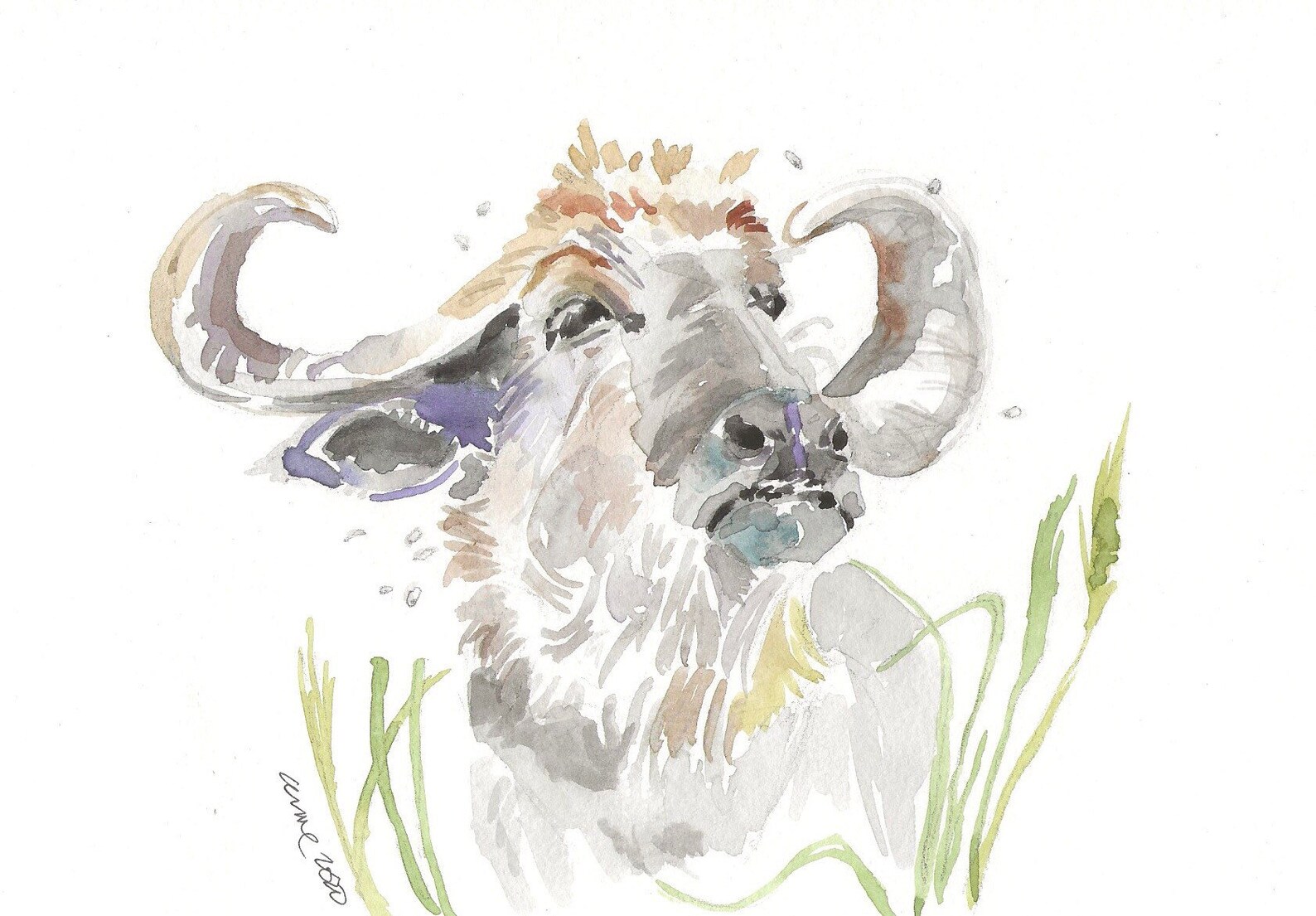 Water Buffalo matted Watercolor print | Etsy