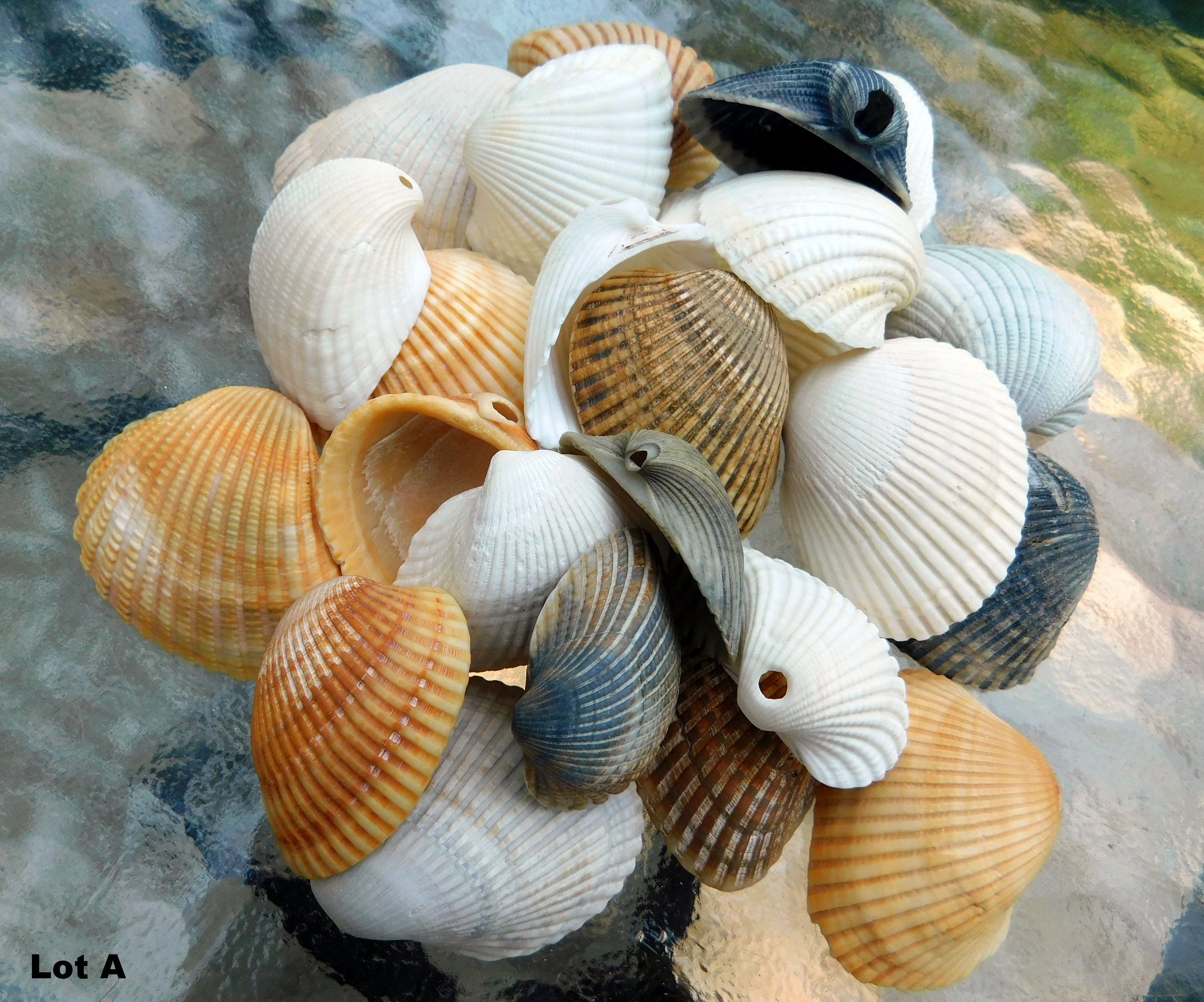 25 Ark Shells With Holes Drilled Shells Florida Ark Shell - Etsy