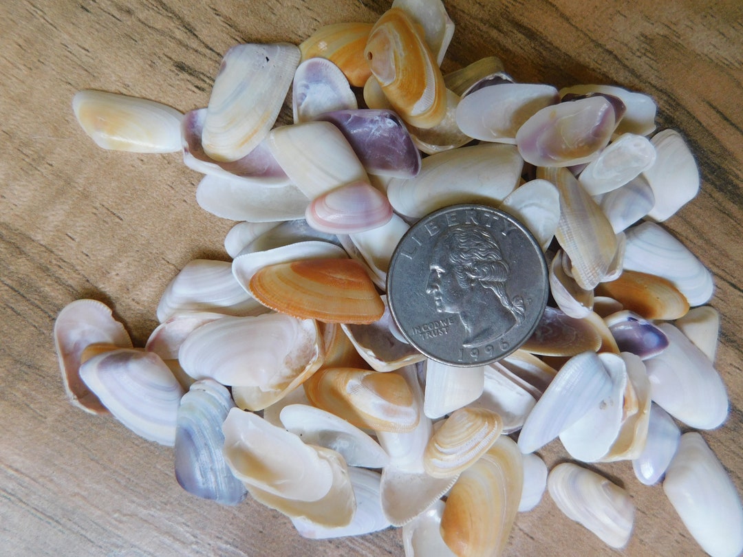 Coquina Shells, Crafting Shells, Florida Seashells, Beach Jewelry ...