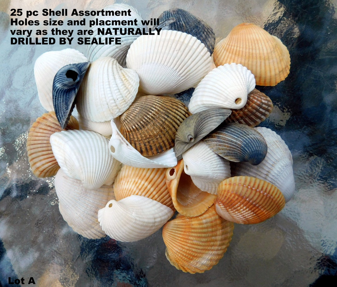 25 Ark Shells With Holes Drilled Shells Florida Ark Shell - Etsy