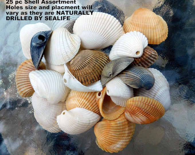 25 Ark Shells With Holes, Drilled Shells, Florida Ark Shell Color ...
