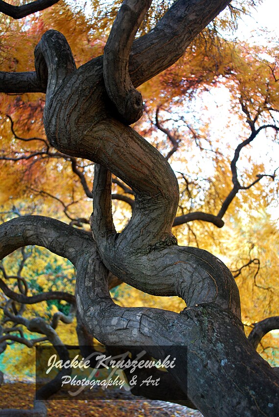 Twisted Tree Trunk Art