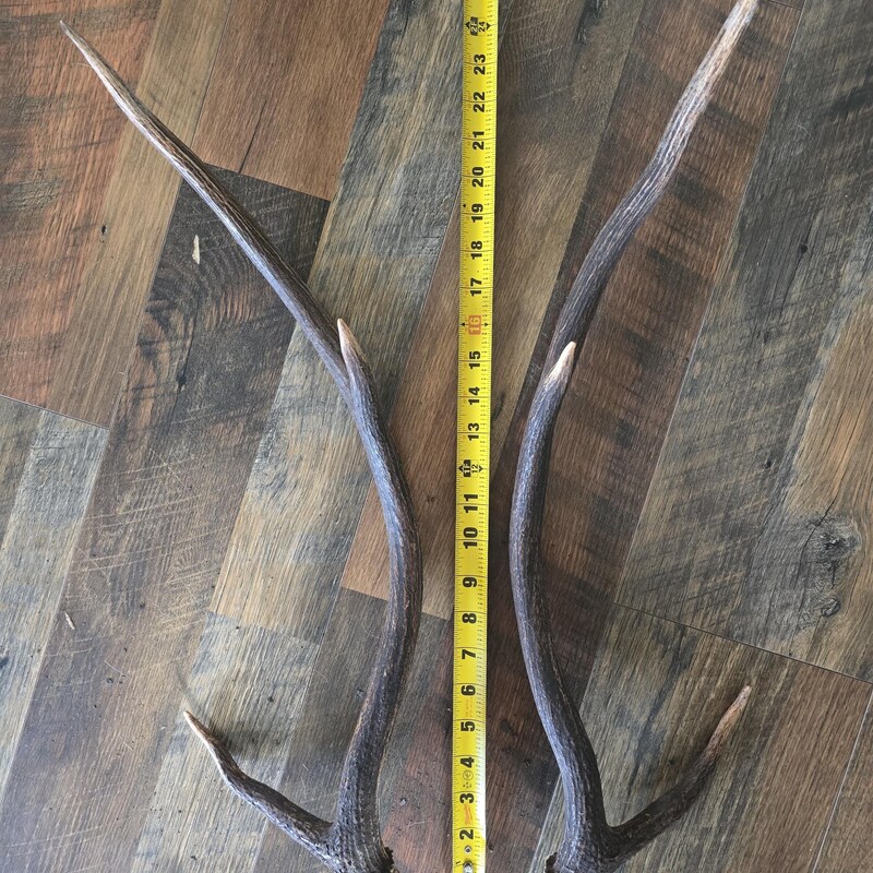 Axis Deer Antler - Etsy