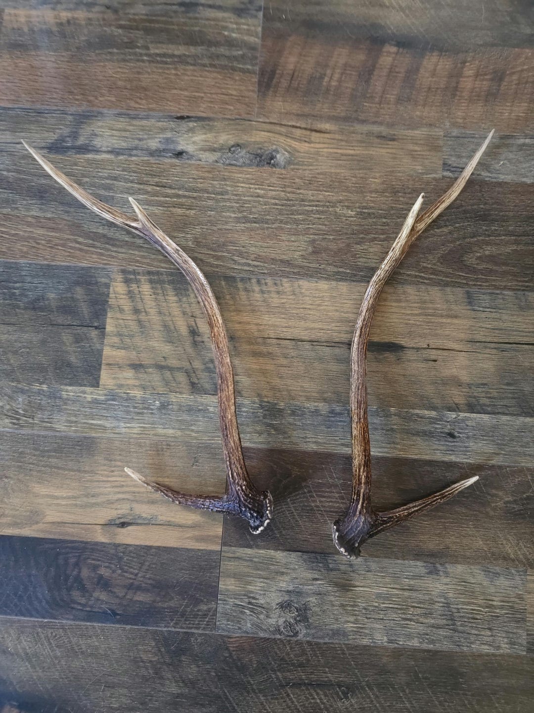 Real Deer Antler Set / Real Antler Shed / Deer Antler / Real Antler ...