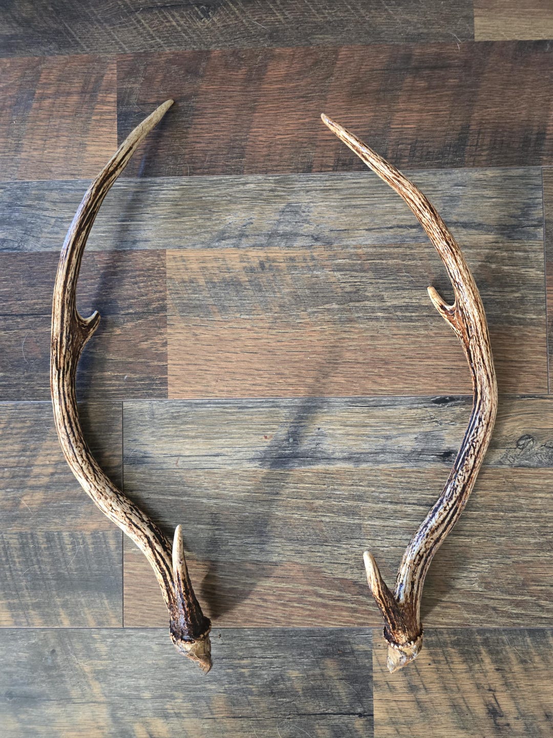 REAL Axis Deer Antler Set / Deer Shed Antler / Deer Bone / Axis Deer ...