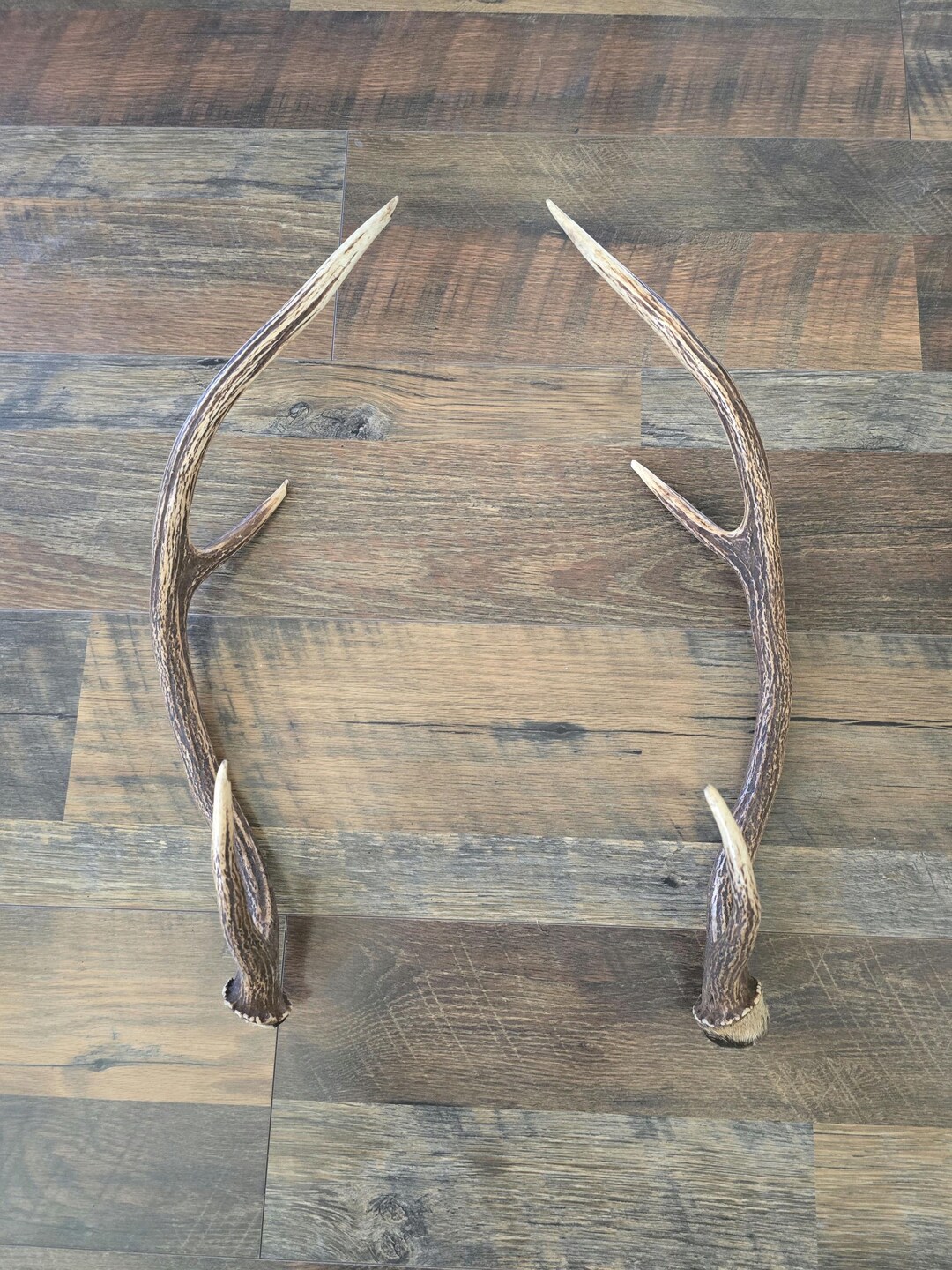 REAL Axis Deer Antler / Deer Shed Antler / Deer Bone / Axis Deer Antler ...