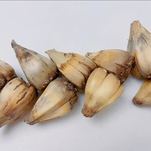 Polynesian, Samoan, Tongan Men's Traditional - Ula Fala Necklace ...