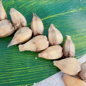 Polynesian, Samoan, Tongan Men's Traditional - Ula Fala Necklace ...