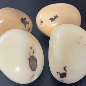 Tagua Whole Nut Polished Uncut. Tagua Vegetable Ivory Nut From Colombia ...