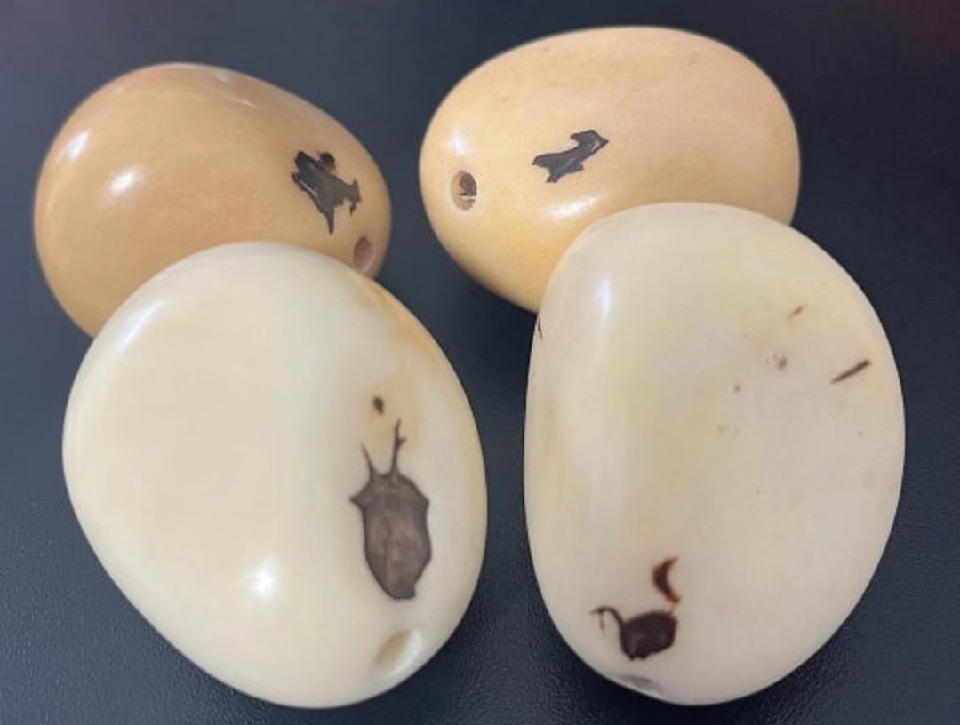 Tagua Seed Polished Nut Vegetable Ivory Nut From Colombia 6 Pcs. Size ...
