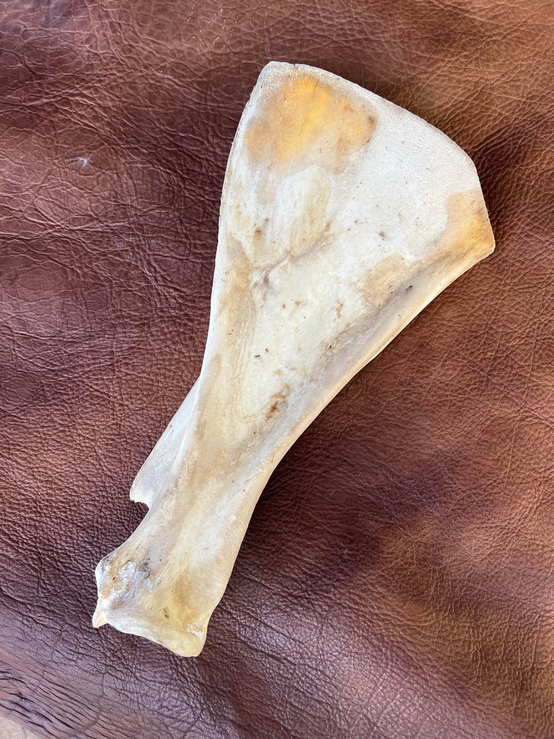 Bison Scapula Shoulder Blade Bone American Buffalo Natural - Etsy