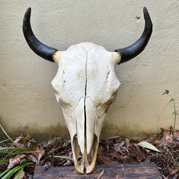 Bison Skull - Etsy