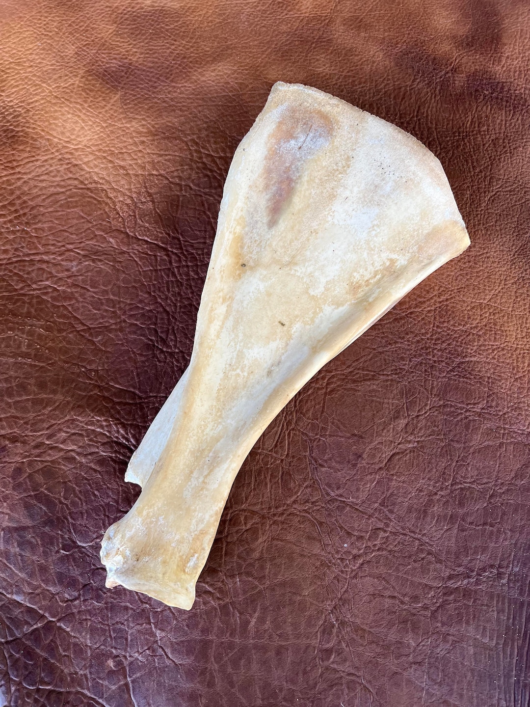 Bison Scapula Shoulder Blade Bone American Buffalo - Etsy