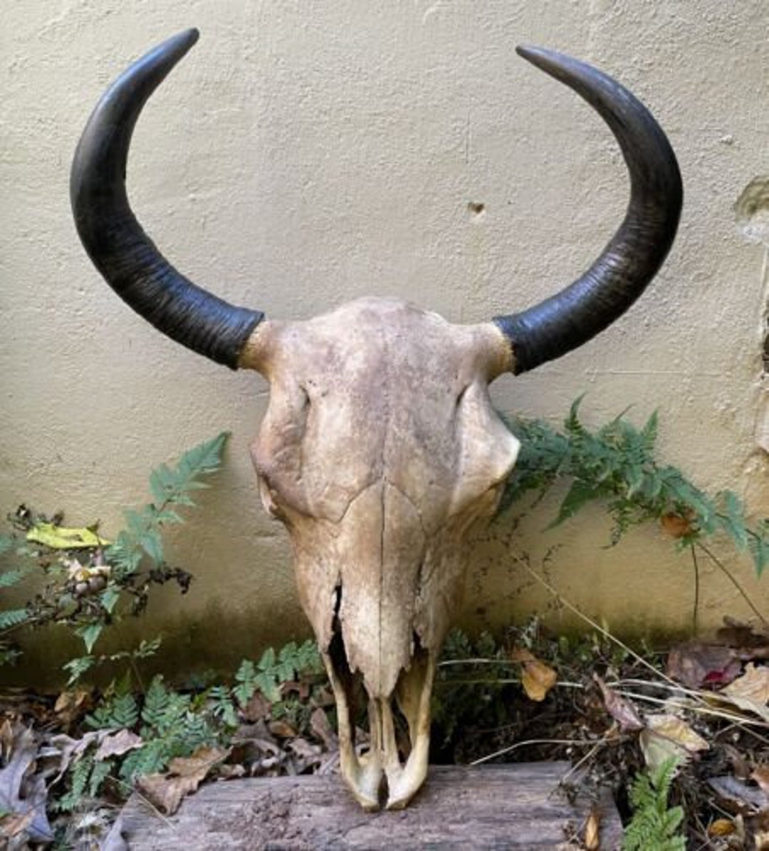 Buffalo Skull American Bisonnativesciencehead Horn - Etsy
