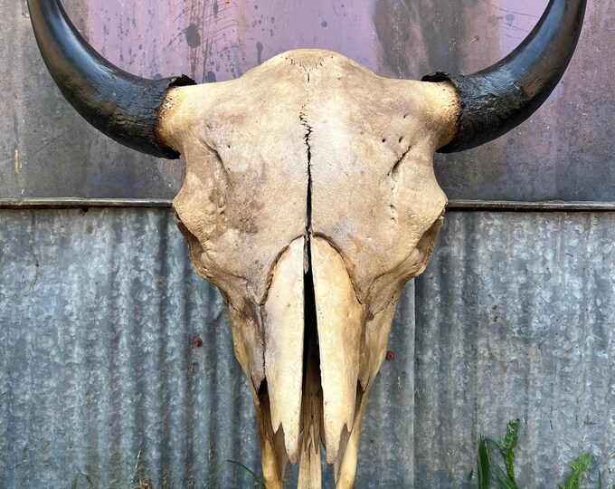 Buffalo Skull, American Bison,native,science,head Horn - Etsy