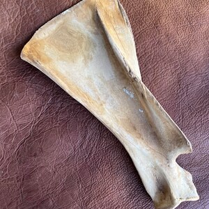 Bison Scapula Shoulder Blade Bone American Buffalo Natural - Etsy