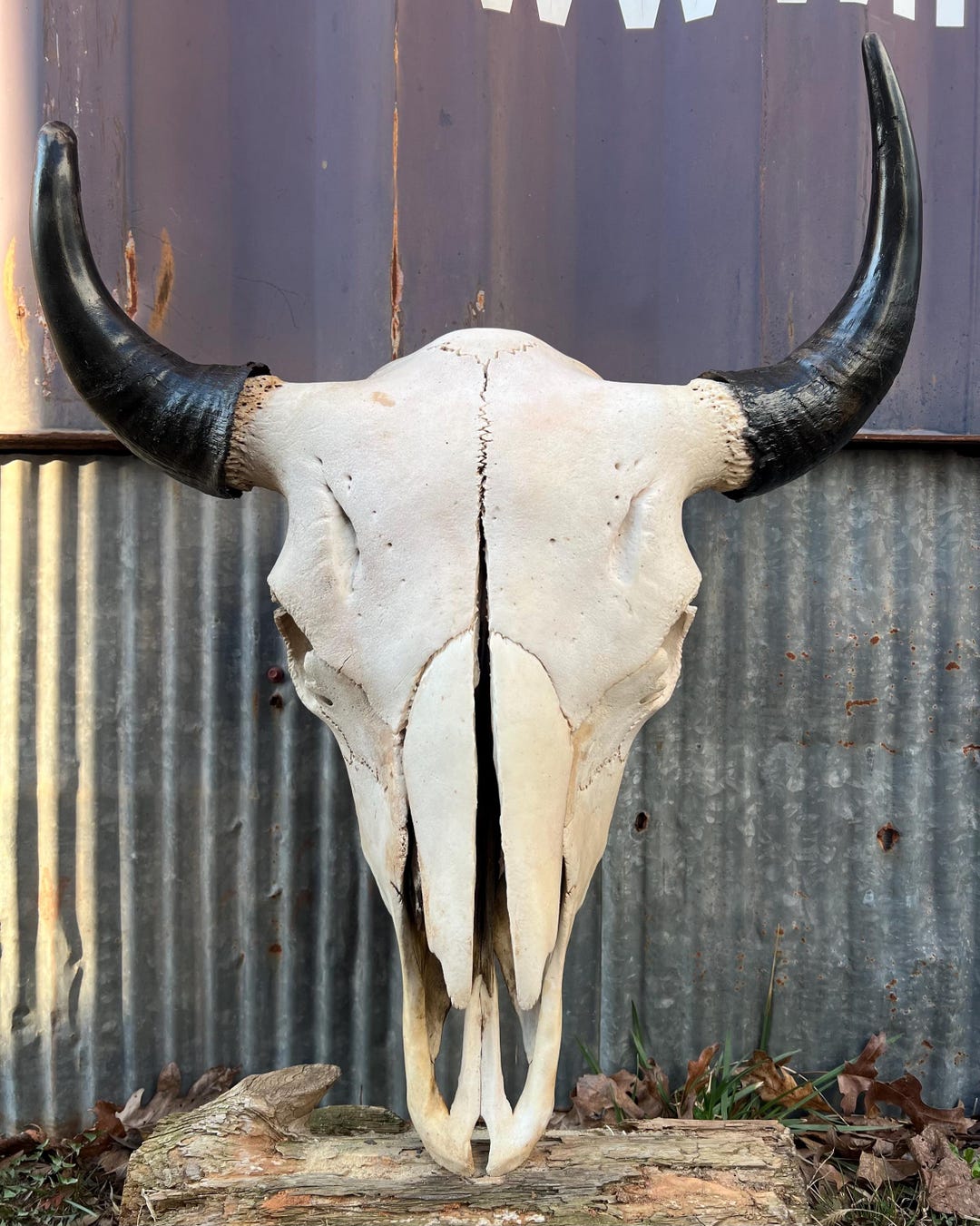 Buffalo Skull, American Bison,native,science,head Horn - Etsy