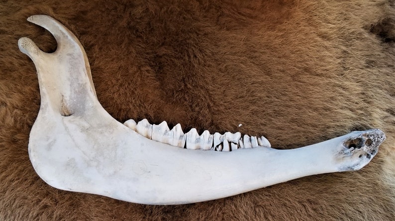 Bison Jaw Bone - American Buffalo - Painted White - Etsy