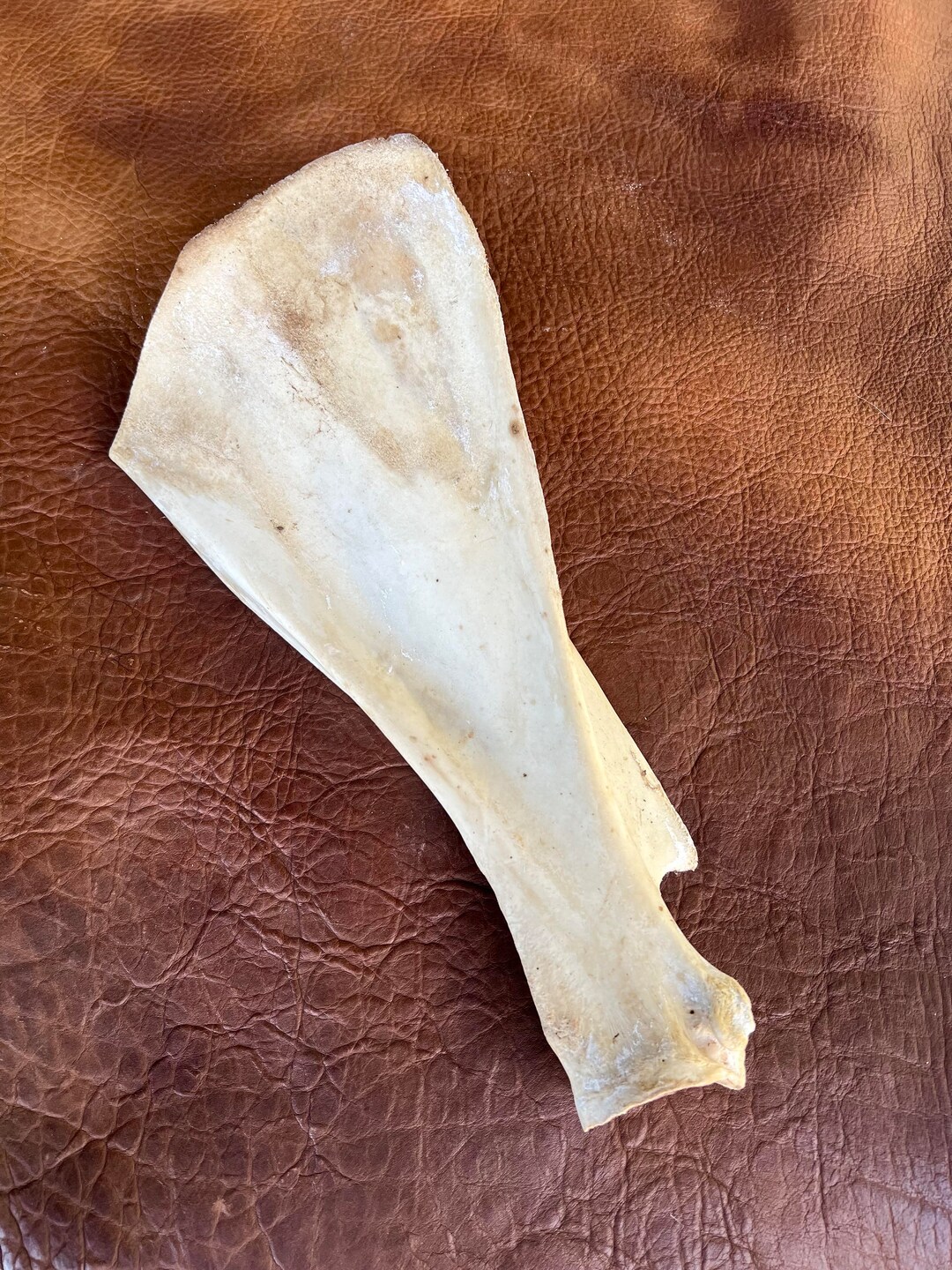 Bison Scapula - Shoulder Blade Bone - American Buffalo - Natural - Etsy