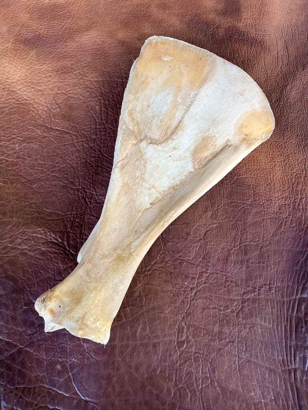 Bison Scapula - Shoulder Blade Bone - American Buffalo - Natural - Etsy