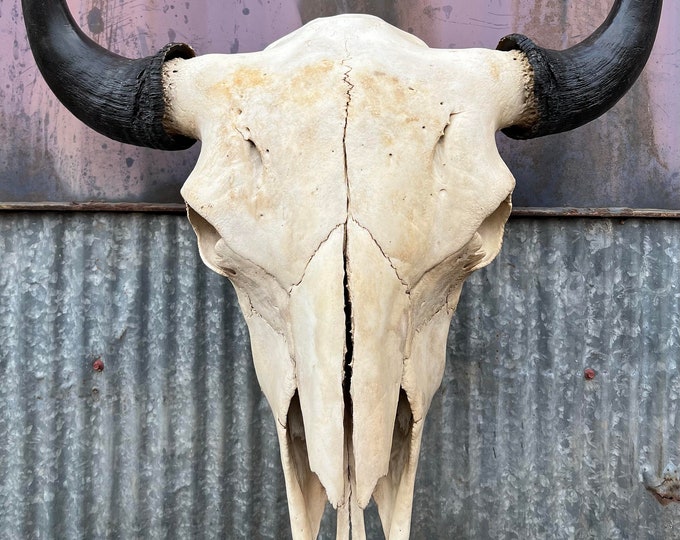 Buffalo Skull, American Bison,native,science,head Horn - Etsy
