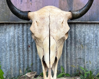 Buffalo Skull, American Bison,native,science,head Horn - Etsy