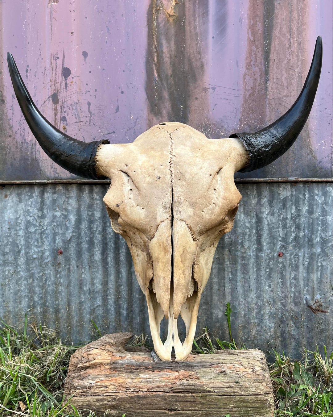 Buffalo Skull, American Bison,native,science,head Horn - Etsy