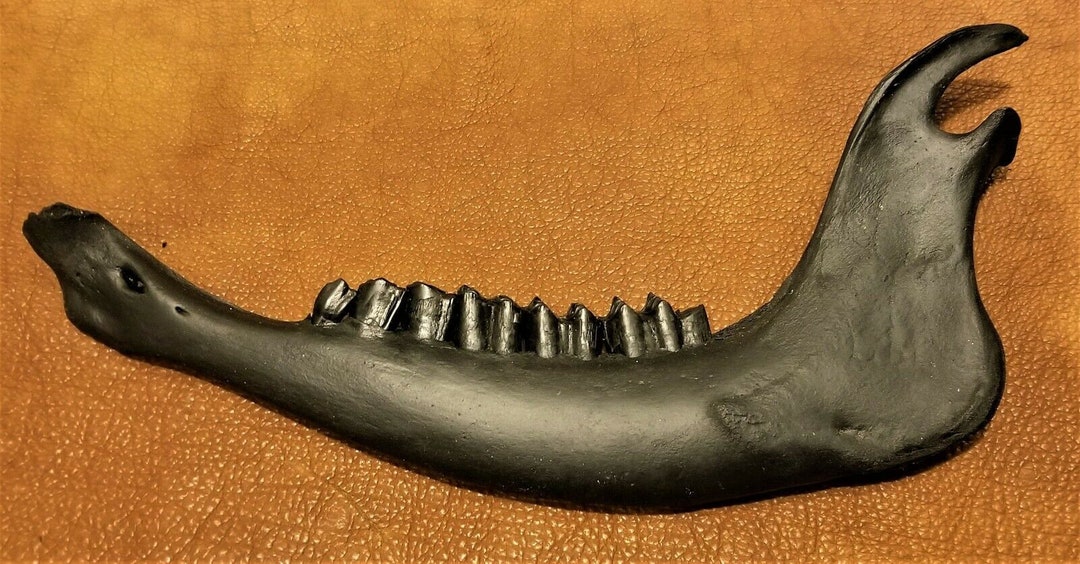 Bison Jaw Bone - American Buffalo - Painted Black - Etsy