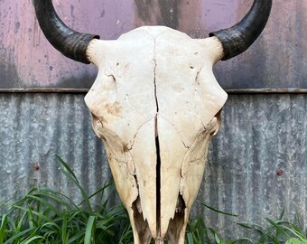Buffalo Skull, American Bison,native,science,head Horn - Etsy