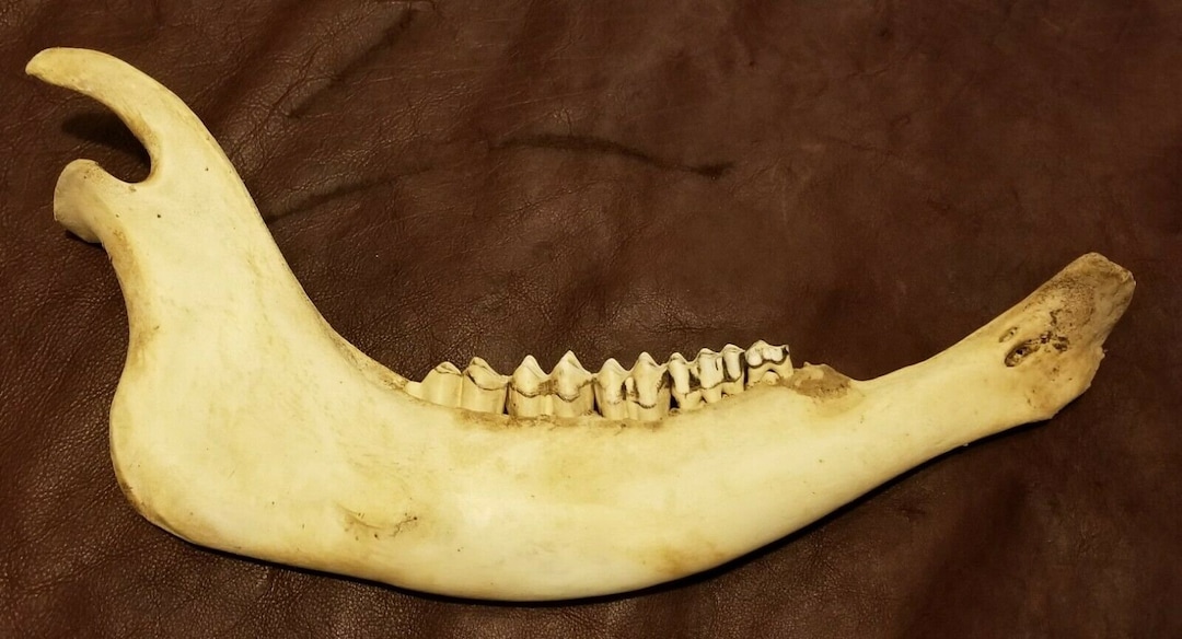 Bison Jaw Bone - American Buffalo - Etsy