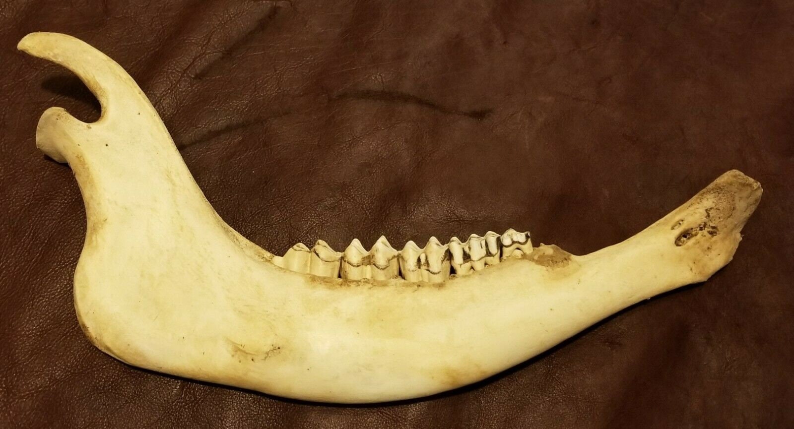 Jawbone Of A Donkey
