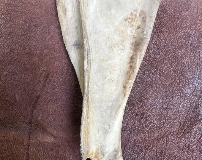 Bison Scapula - Shoulder Blade Bone - American Buffalo - Natural - Etsy