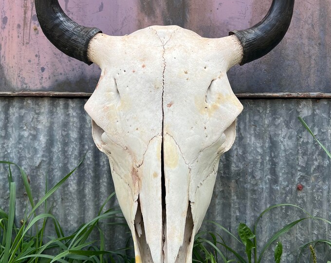 Buffalo Skull, American Bison,native,science,head Horn - Etsy