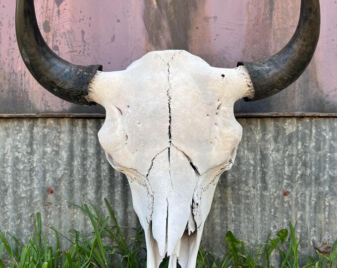 Buffalo Skull, American Bison,native,science,head Horn - Etsy