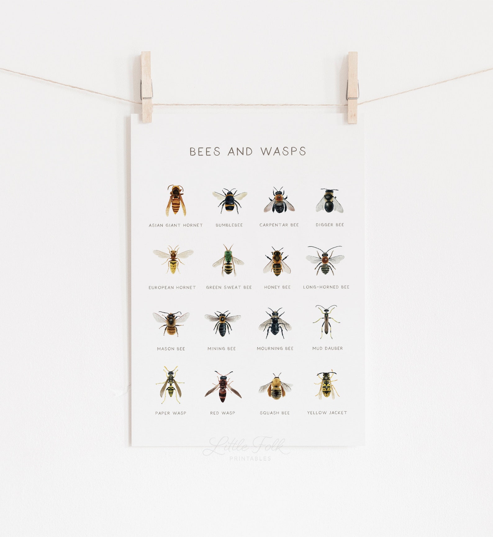 Educational Bugs Poster Bees and Wasps Print Printable Wall - Etsy