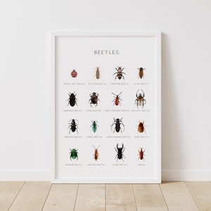 Beetle Species Poster, Educational Bug Print, Printable Wall Art ...